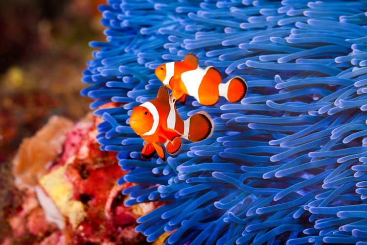 Ocellaris Clownfish (Amphiprion ocellaris) – Complete Care Guide ...