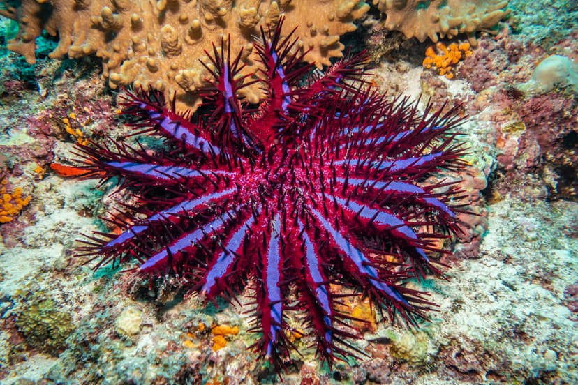 Invertebrates · Reeflings Library