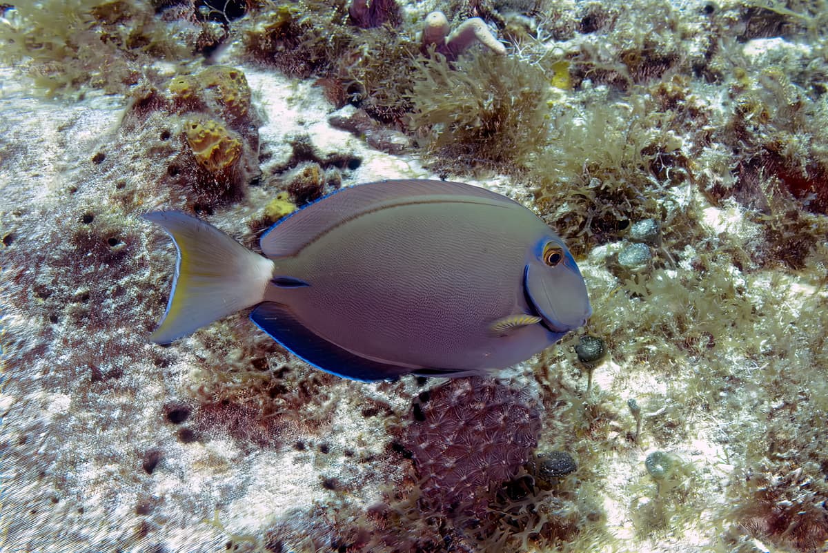 Tangs · Reeflings Library