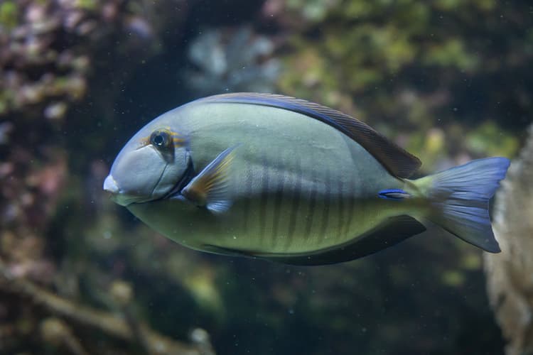 Doctorfish (Acanthurus chirurgus) – Complete Care Guide | Reeflings