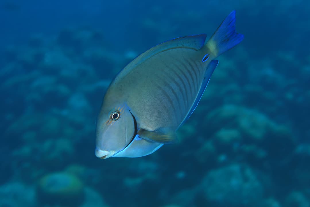 Doctorfish (Acanthurus chirurgus) – Complete Care Guide | Reeflings