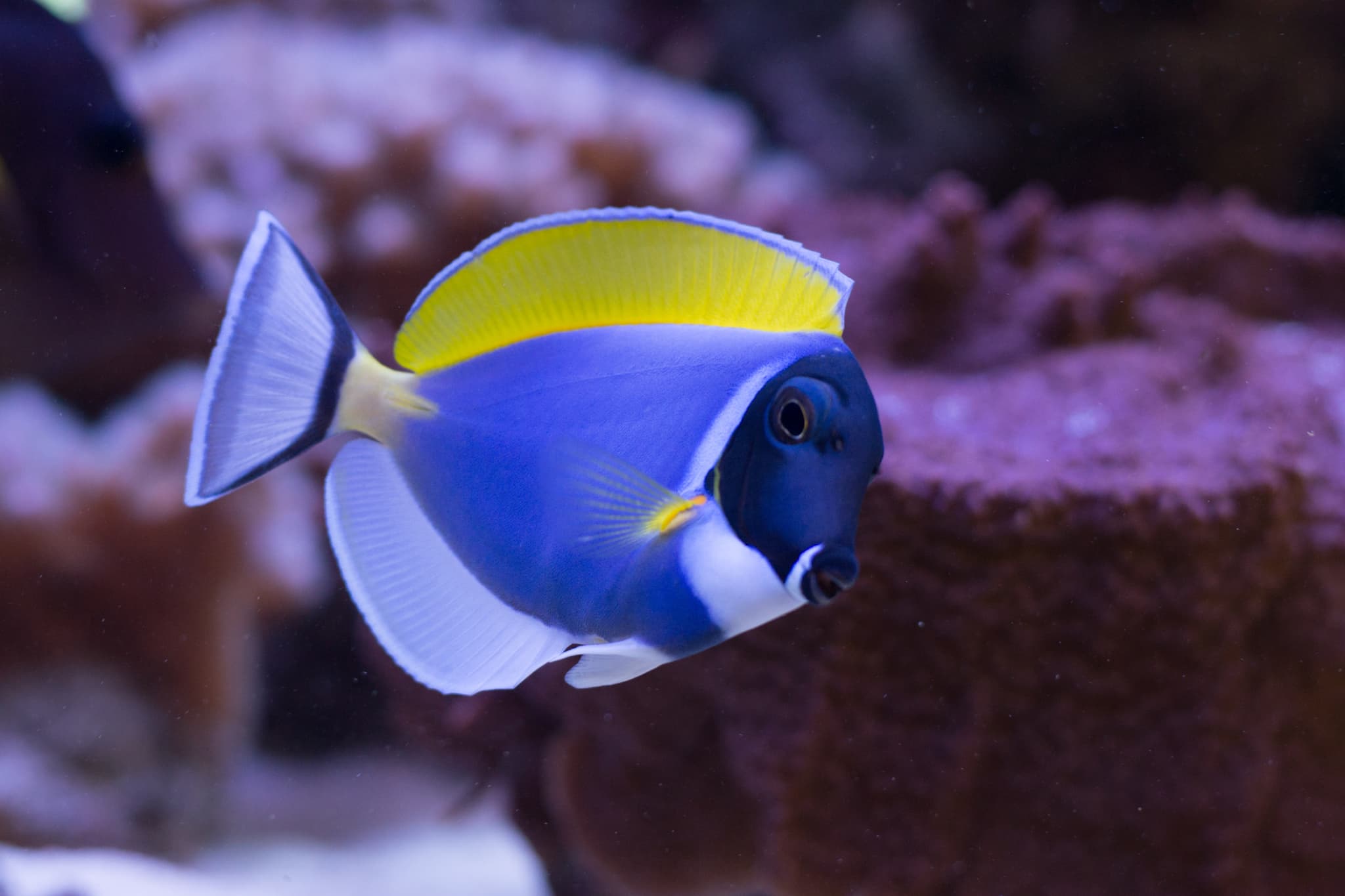 Powder Blue Tang · Acanthurus leucosternon · Reeflings Library