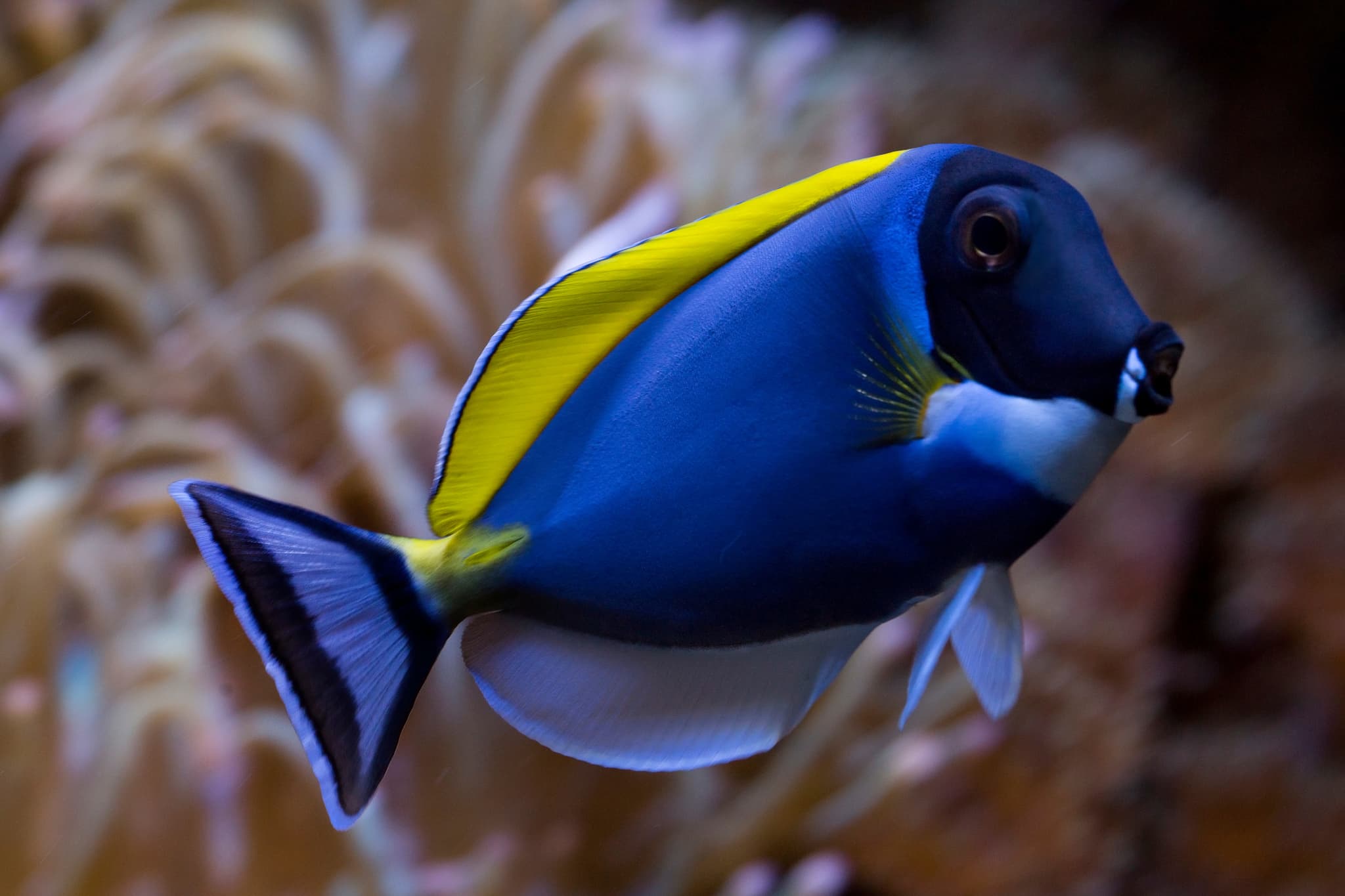 Powder Blue Tang · Acanthurus leucosternon · Reeflings Library