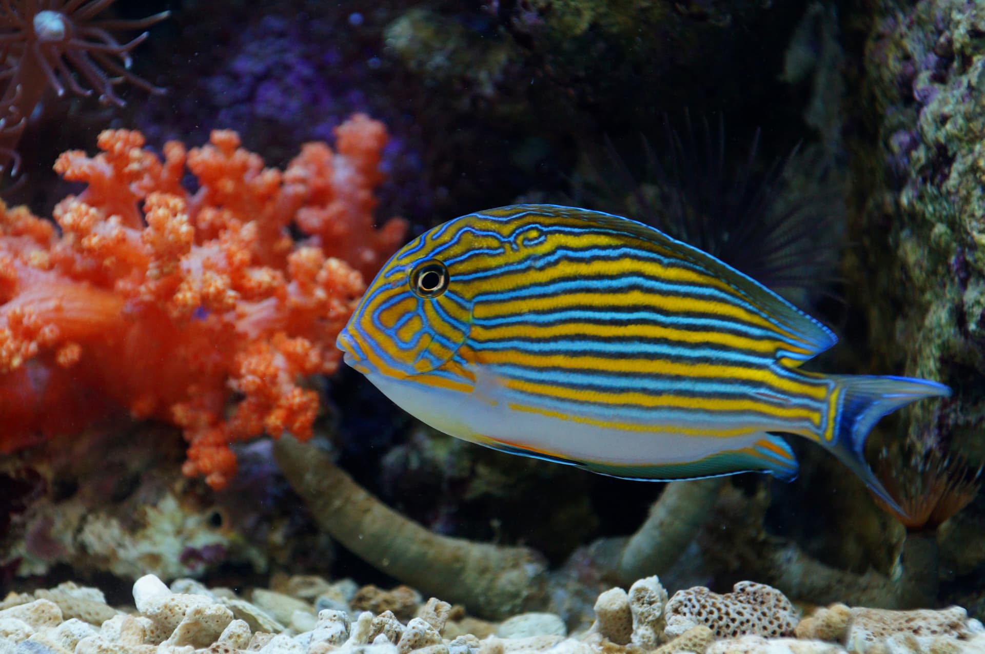 Lined Surgeonfish (Acanthurus lineatus) – Complete Care Guide | Reeflings