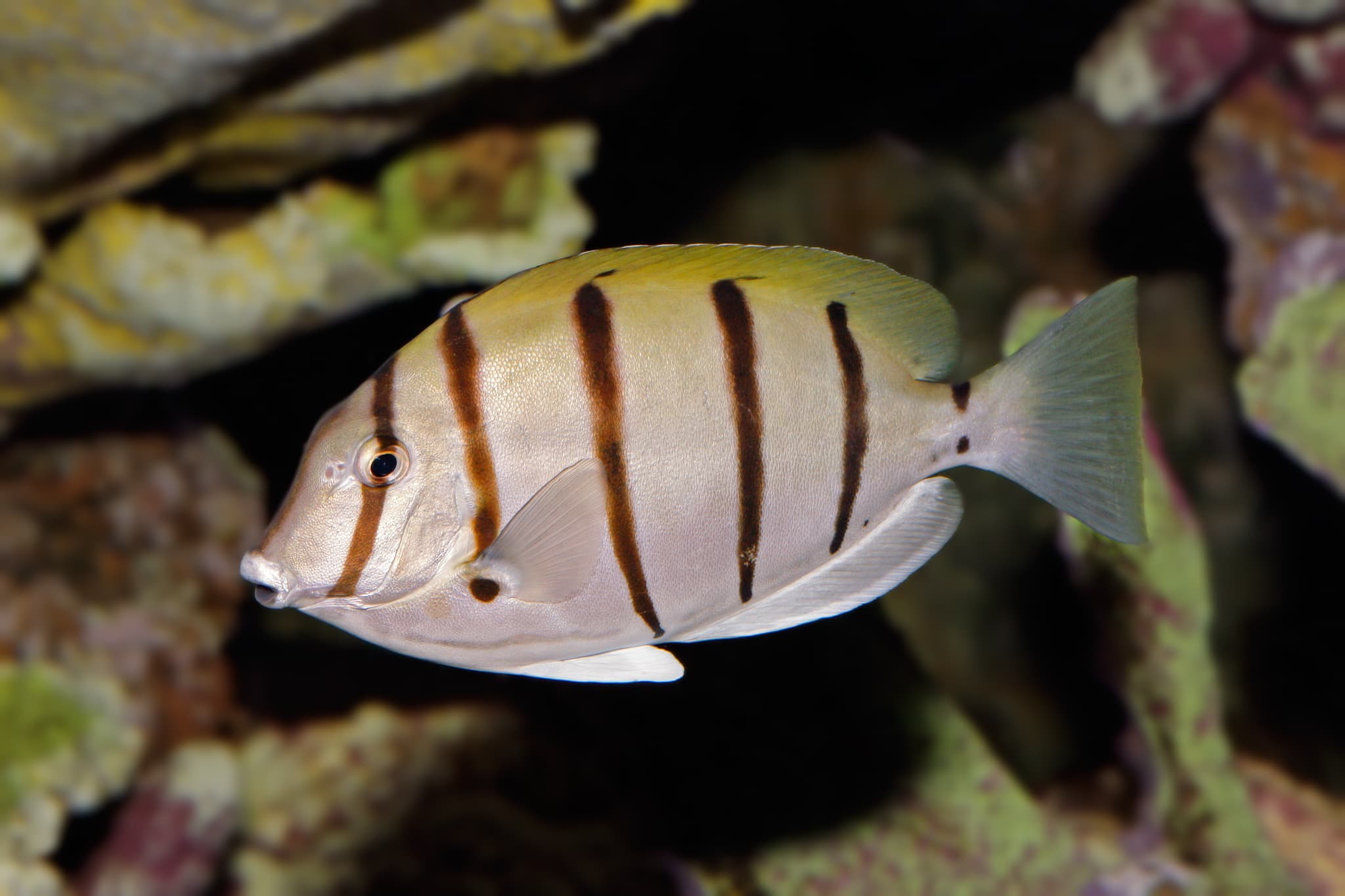 Convict Tang (Acanthurus triostegus) – Complete Care Guide | Reeflings