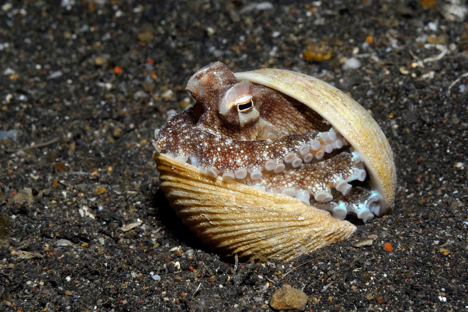 Coconut Octopus (Amphioctopus marginatus) – Complete Care Guide | Reeflings
