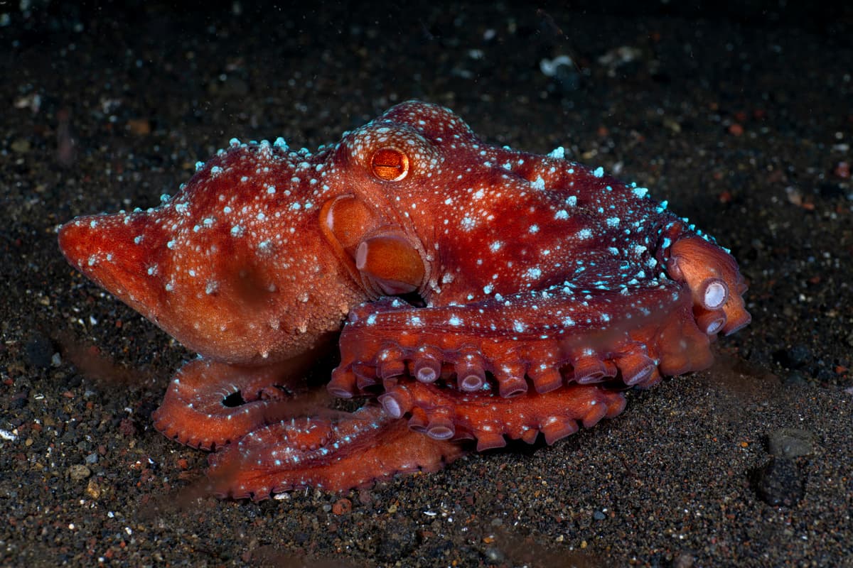 Day Octopus (Callistoctopus) – Complete Overview & Care Guides | Reeflings