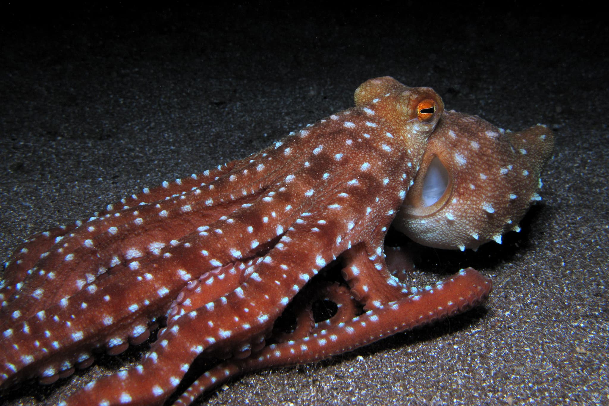 Day Octopus (Callistoctopus) – Complete Overview & Care Guides | Reeflings