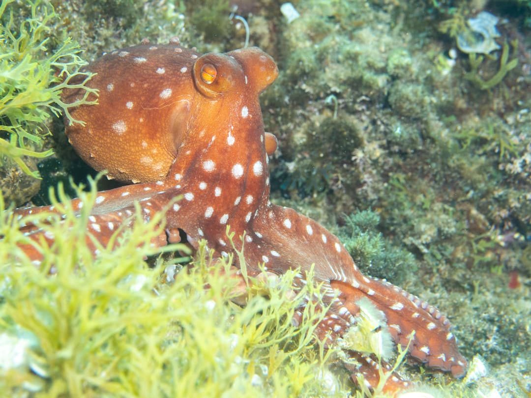 Atlantic White-Spotted Octopus (Callistoctopus macropus) – Complete ...