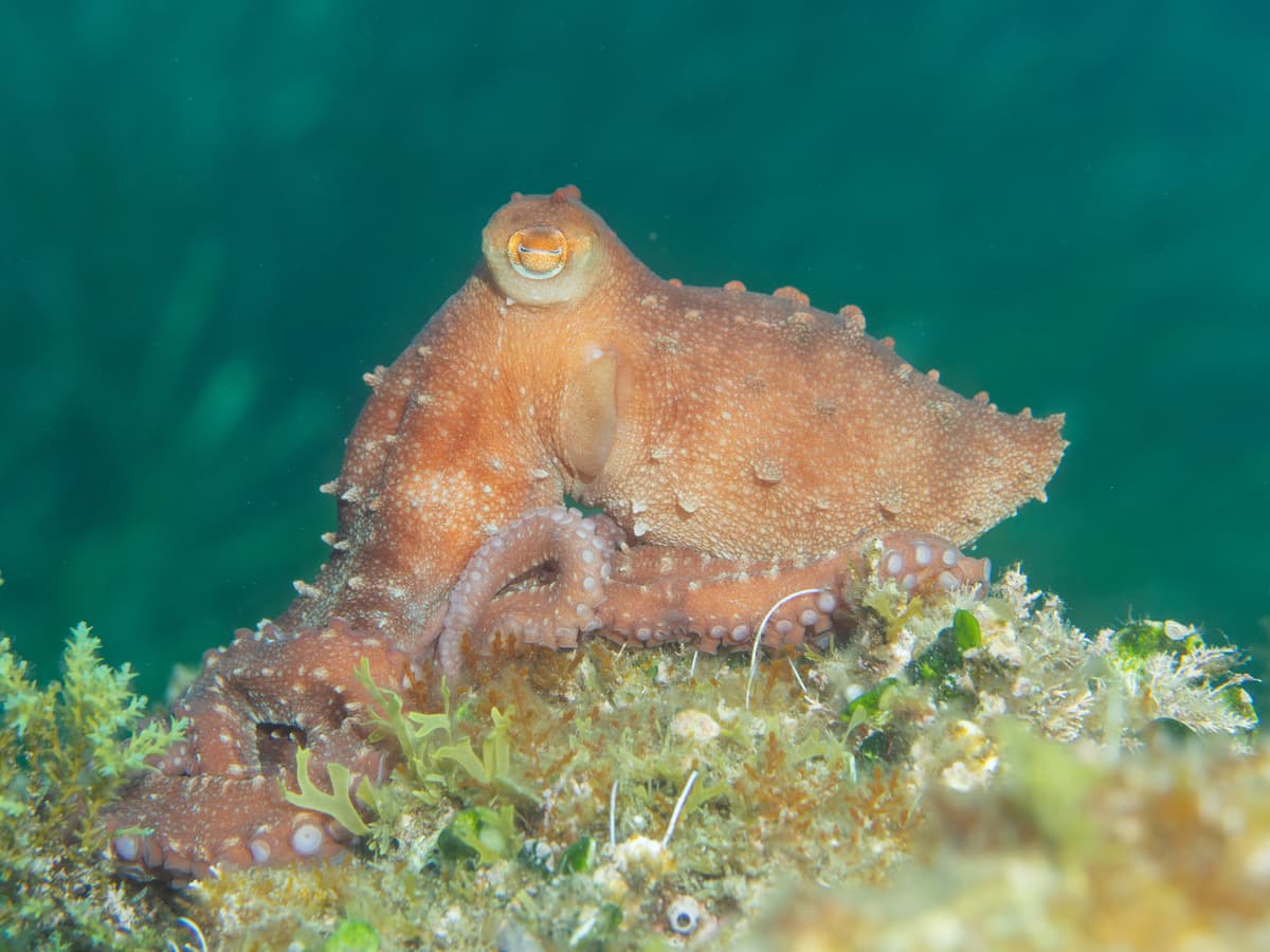 Atlantic White-Spotted Octopus (Callistoctopus macropus) – Complete ...