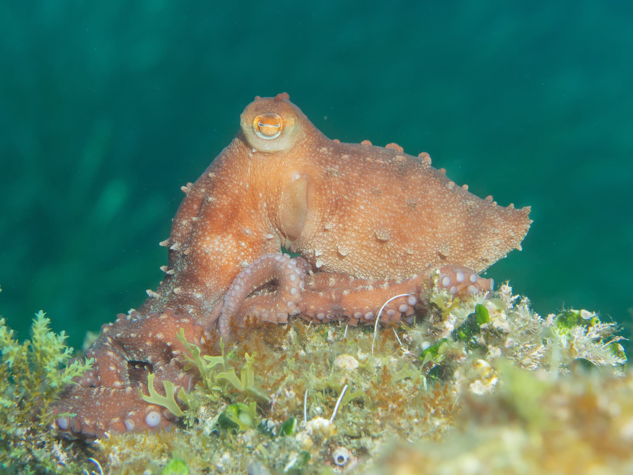 Atlantic White-Spotted Octopus (Callistoctopus macropus) – Complete ...