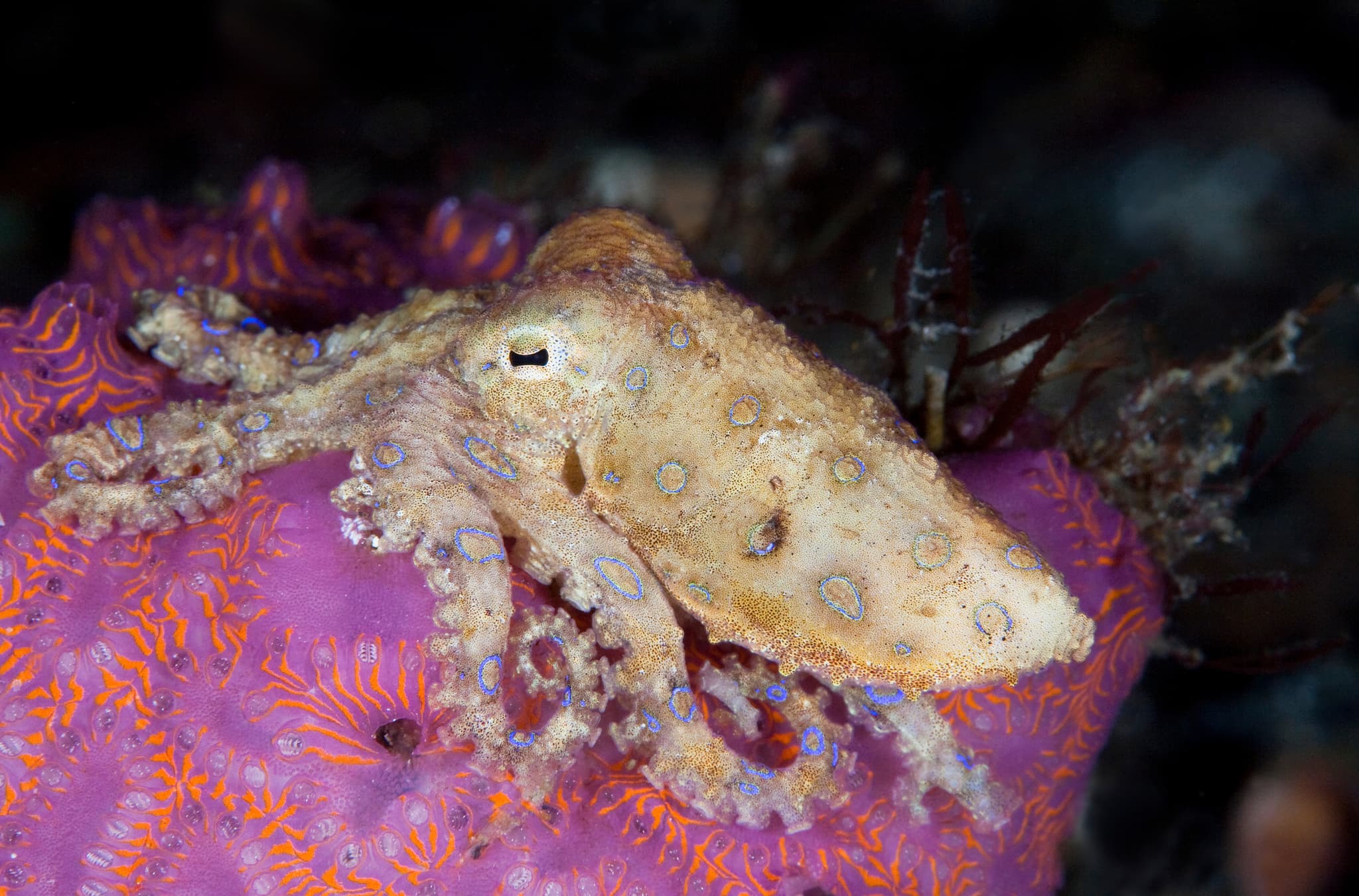 Greater Blue-ringed Octopus (Hapalochlaena lunulata) – Complete Care ...