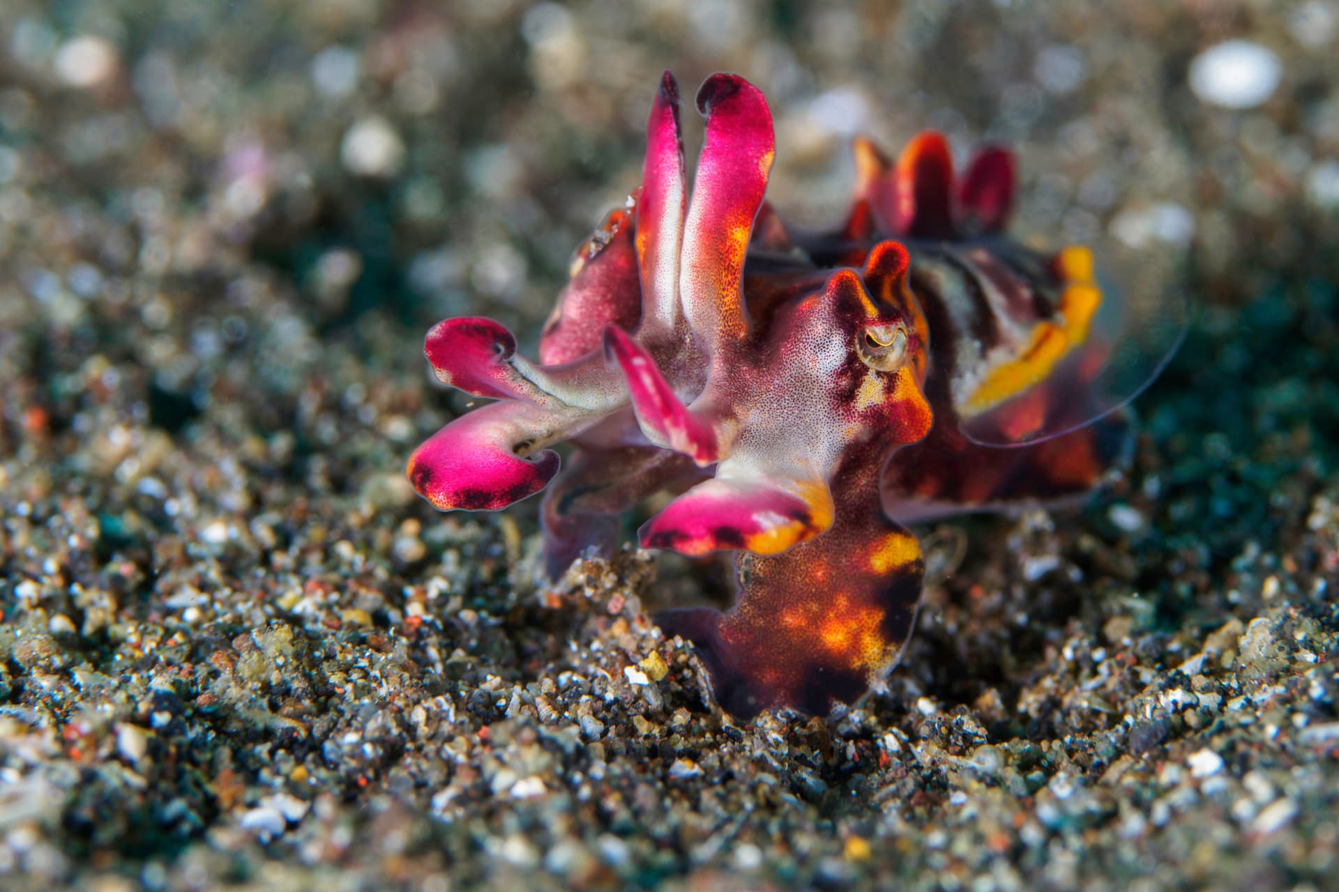 Flamboyant Cuttlefish (Ascarosepion pfefferi) – Complete Care Guide ...