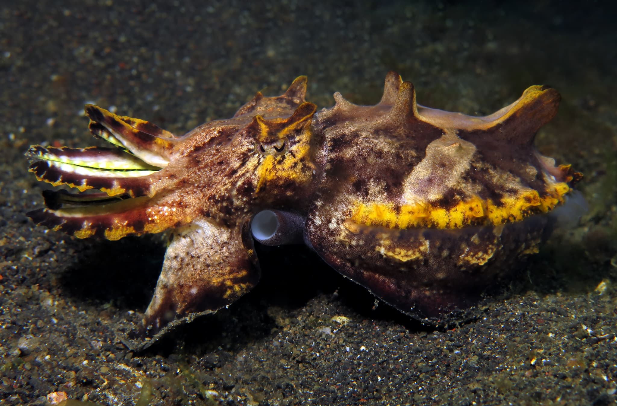 Flamboyant Cuttlefish (Ascarosepion pfefferi) – Complete Care Guide | Reeflings