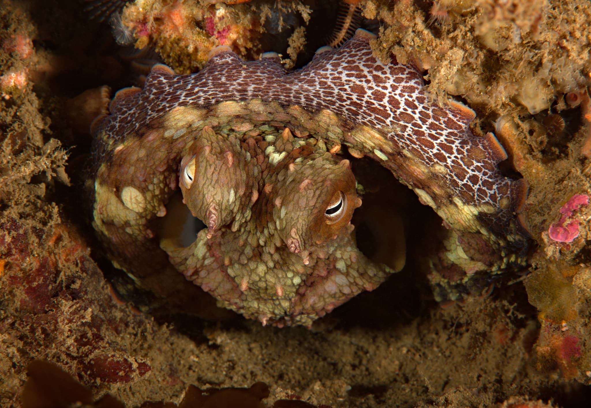 California Two-spot Octopus (Octopus bimaculatus) – Complete Care Guide ...