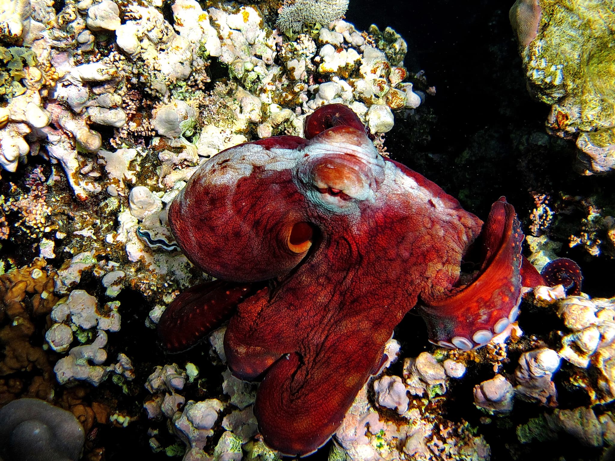 Day Octopus · Octopus cyanea · Reeflings Library