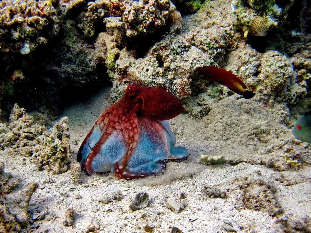 Day Octopus · Octopus cyanea · Reeflings Library