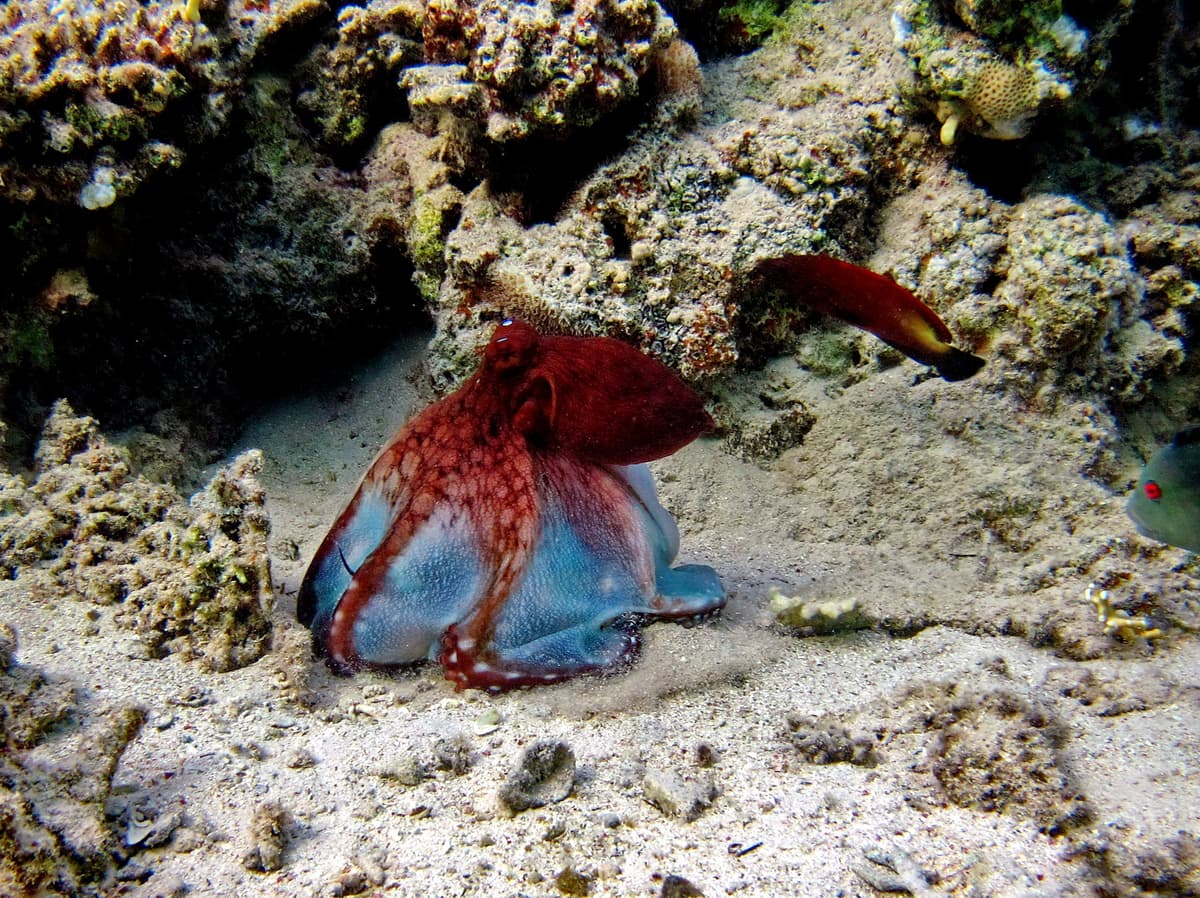 Day Octopus · Octopus cyanea · Reeflings Library