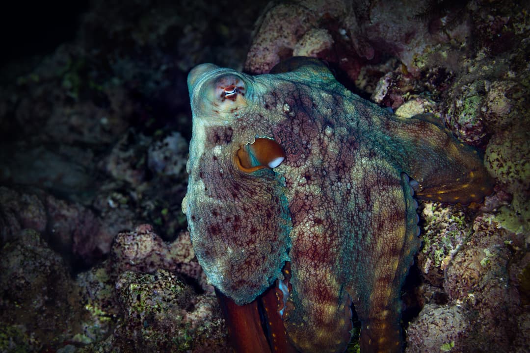 Day Octopus · Octopus cyanea · Reeflings Library