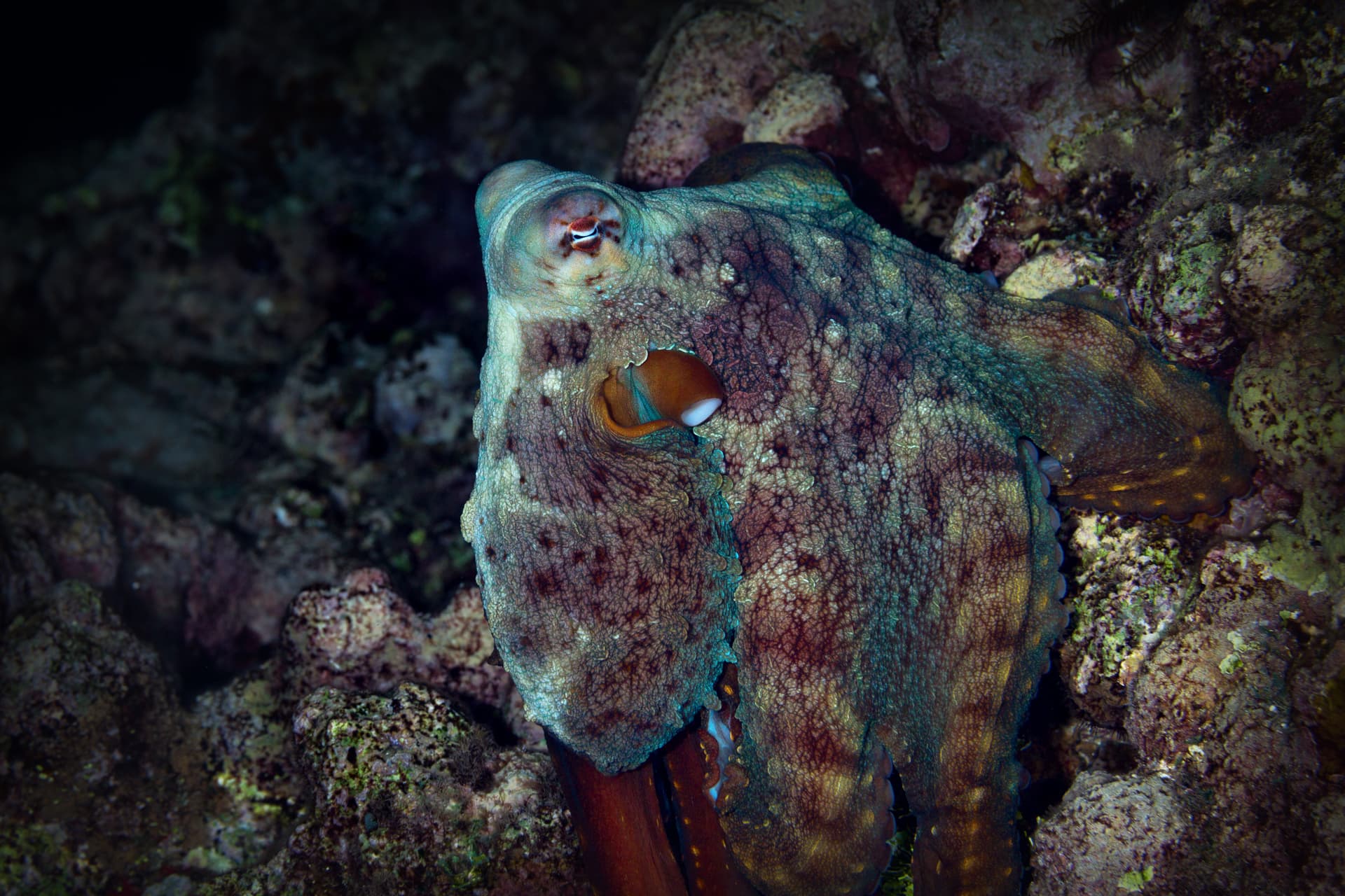 Day Octopus · Octopus cyanea · Reeflings Library