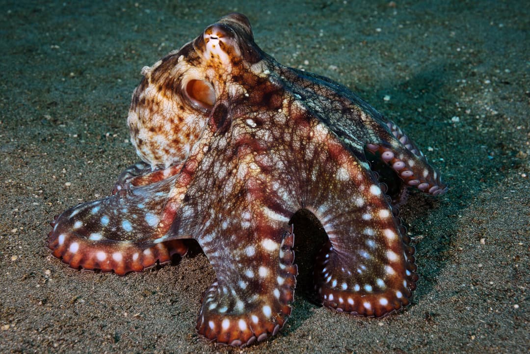 Day Octopus · Octopus cyanea · Reeflings Library