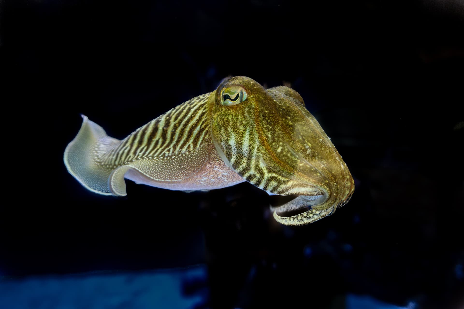 Common Cuttlefish (Sepia officinalis) – Complete Care Guide | Reeflings