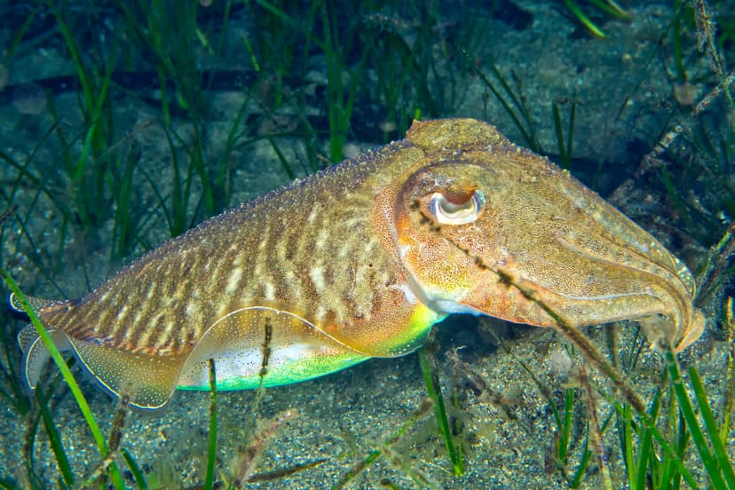 Common Cuttlefish (Sepia officinalis) – Complete Care Guide | Reeflings