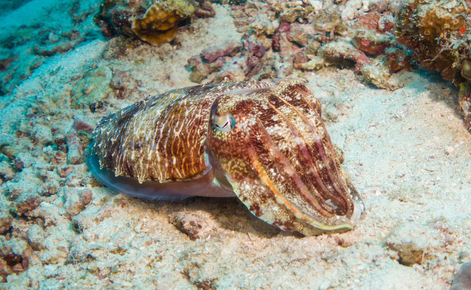 Pharaoh Cuttlefish · Acanthosepion pharaonis · Reeflings Library