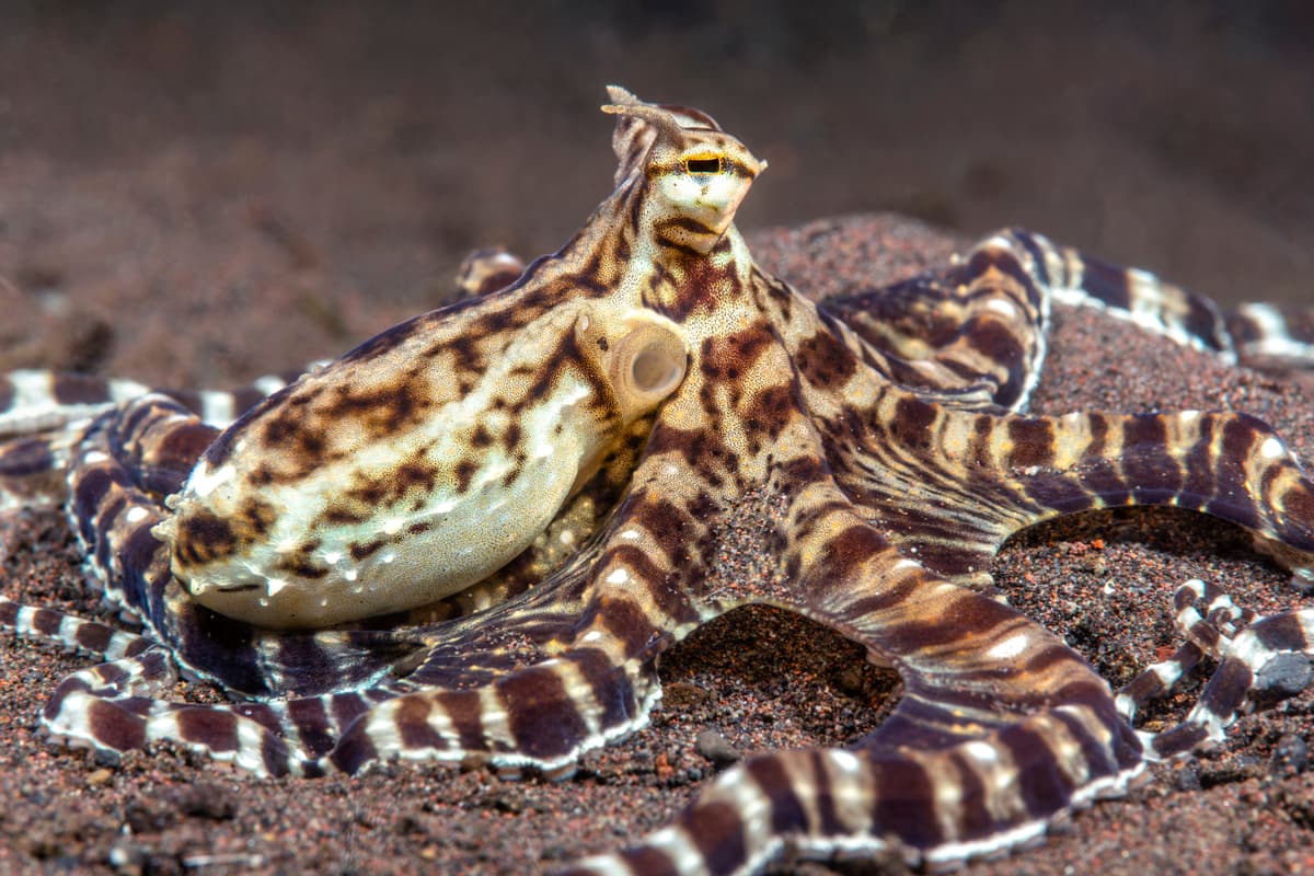 Mimic Octopus (Thaumoctopus mimicus) – Complete Care Guide | Reeflings