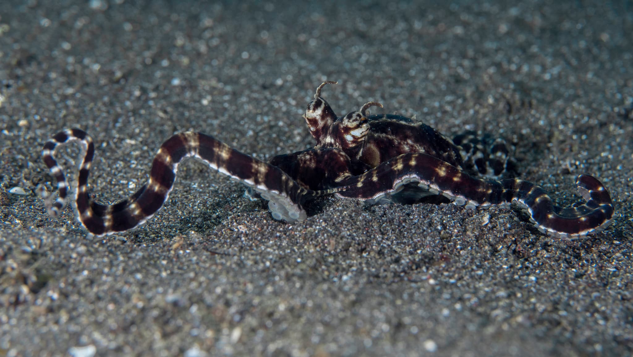 Mimic Octopus (Thaumoctopus mimicus) – Complete Care Guide | Reeflings