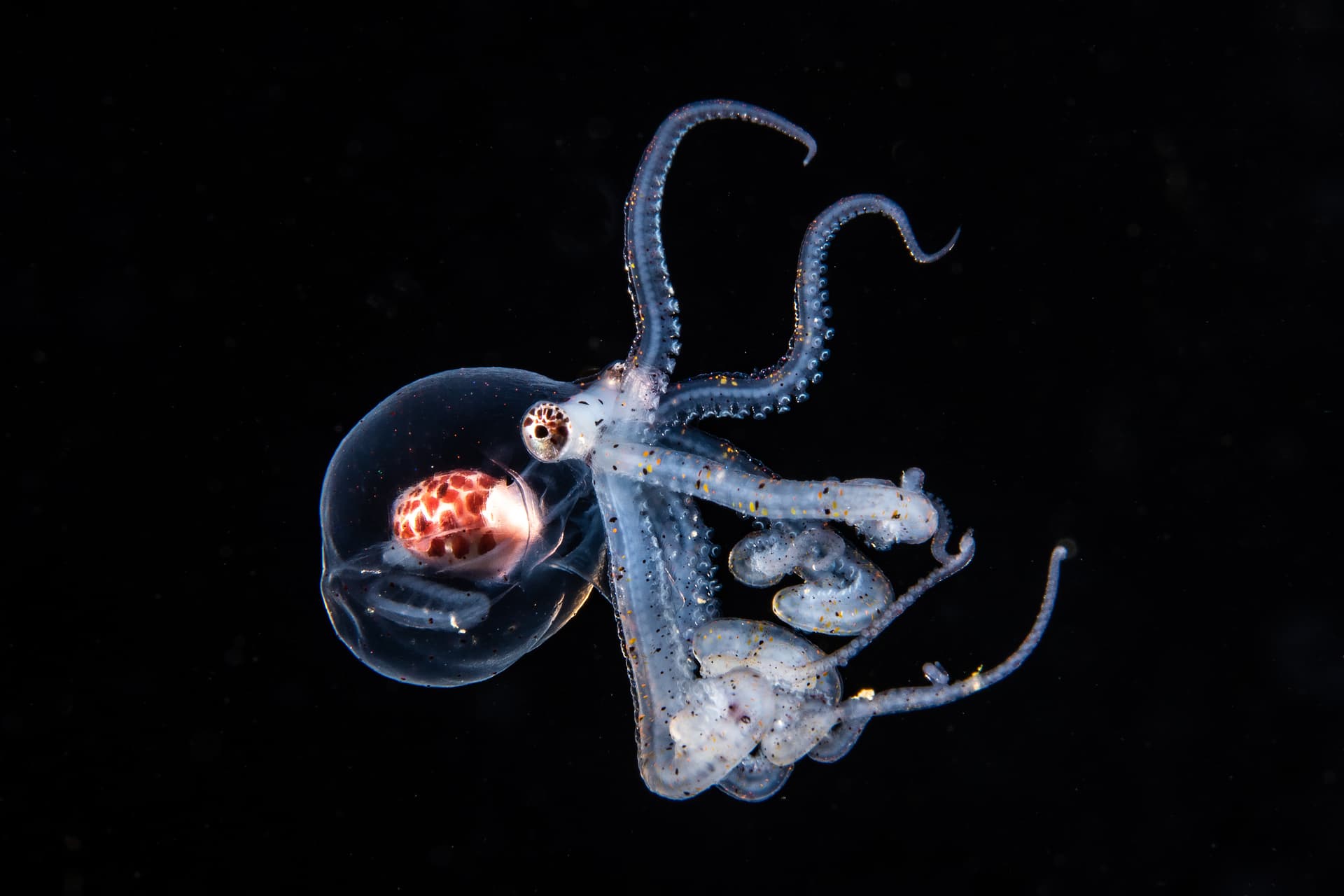 Wunderpus Octopus (Wunderpus photogenicus) – Complete Care Guide ...