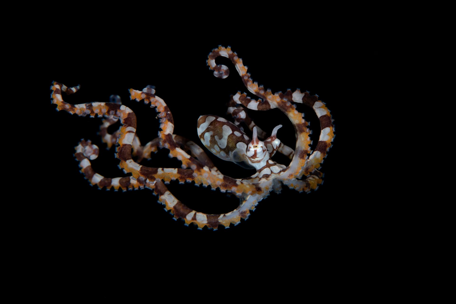 Wunderpus Octopus (Wunderpus photogenicus) – Complete Care Guide ...