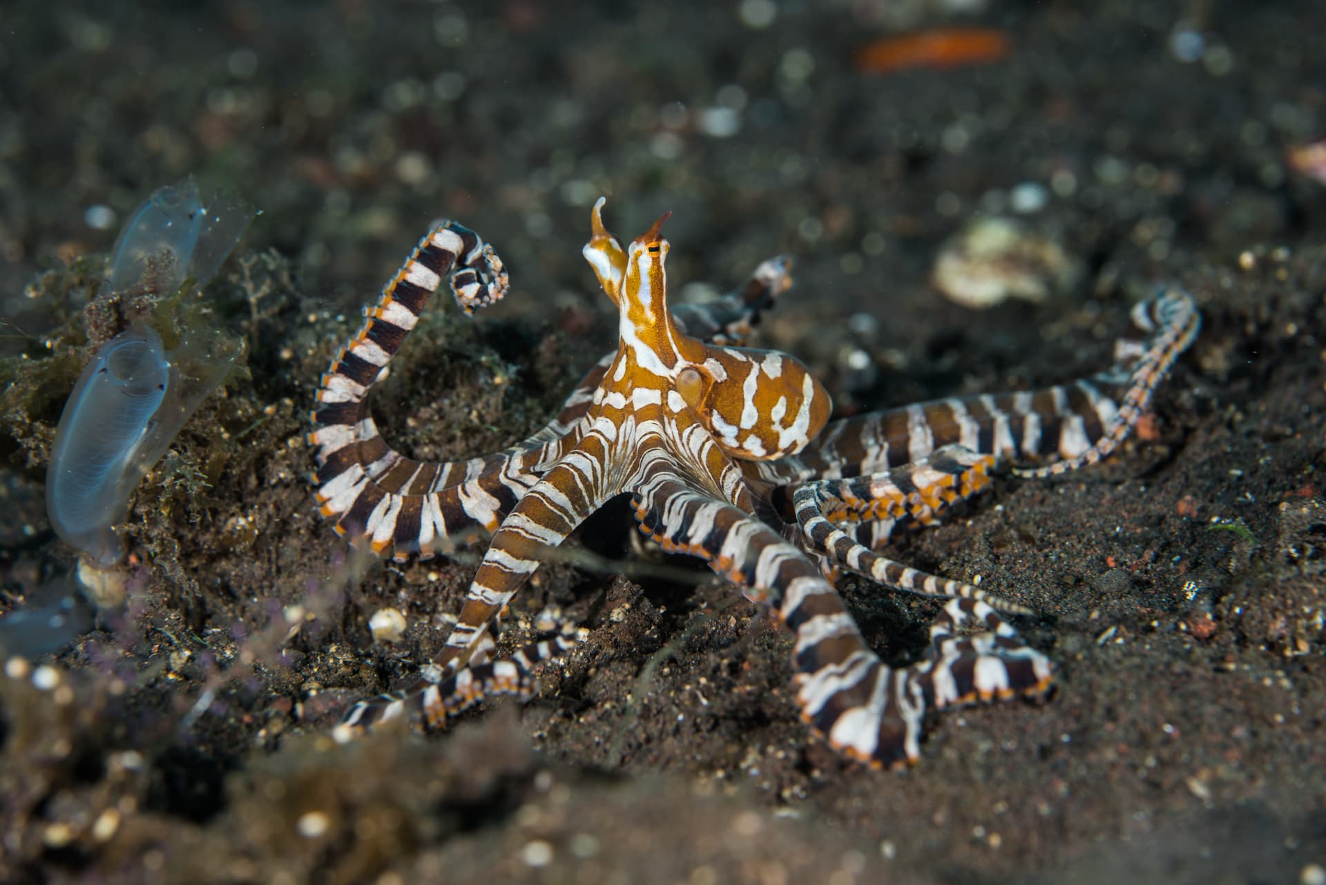 Wunderpus Octopus (Wunderpus photogenicus) – Complete Care Guide ...