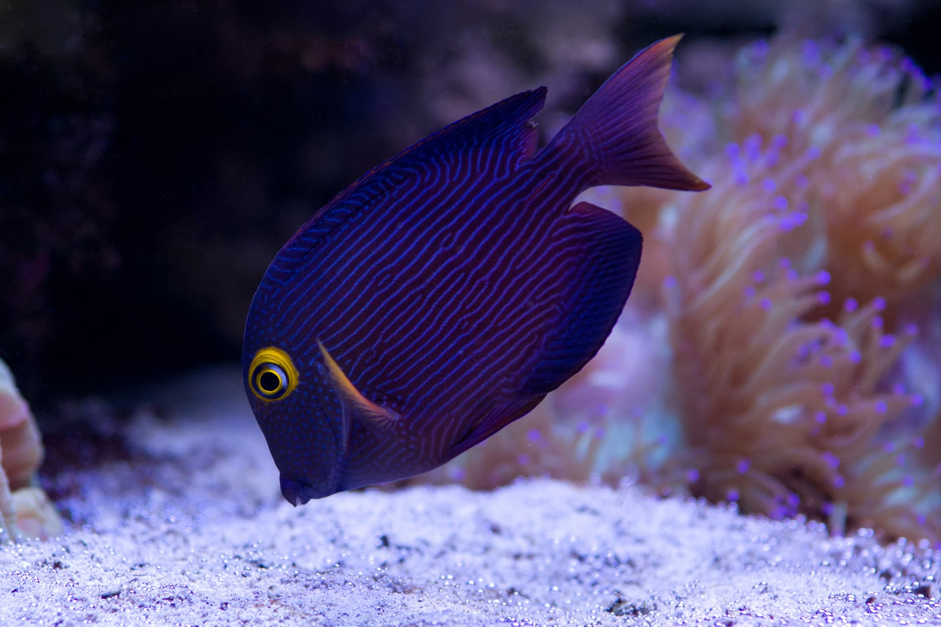 Kole Tang (Ctenochaetus strigosus) – Complete Care Guide | Reeflings