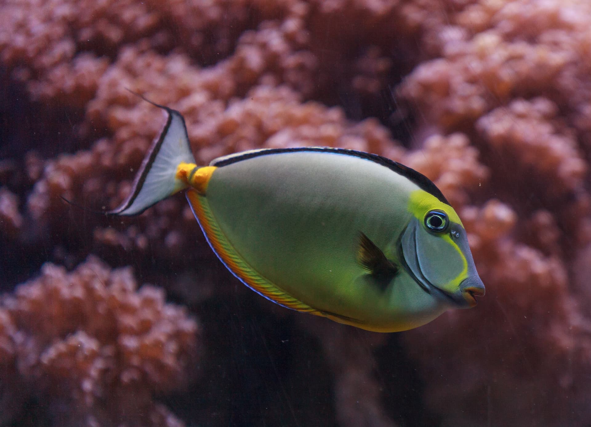Orangespine Unicornfish (Naso lituratus) – Complete Care Guide | Reeflings