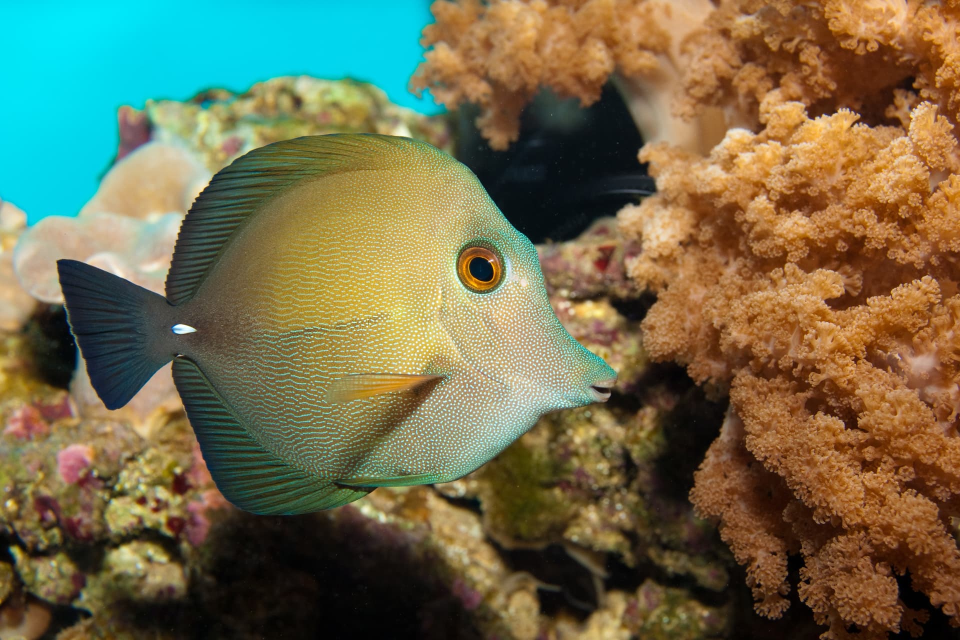 Scopas Tang (Zebrasoma scopas) – Complete Care Guide | Reeflings