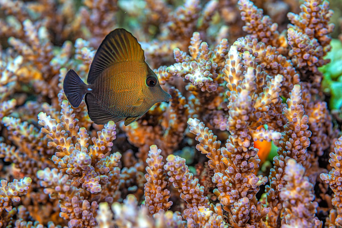 Scopas Tang (Zebrasoma scopas) – Complete Care Guide | Reeflings