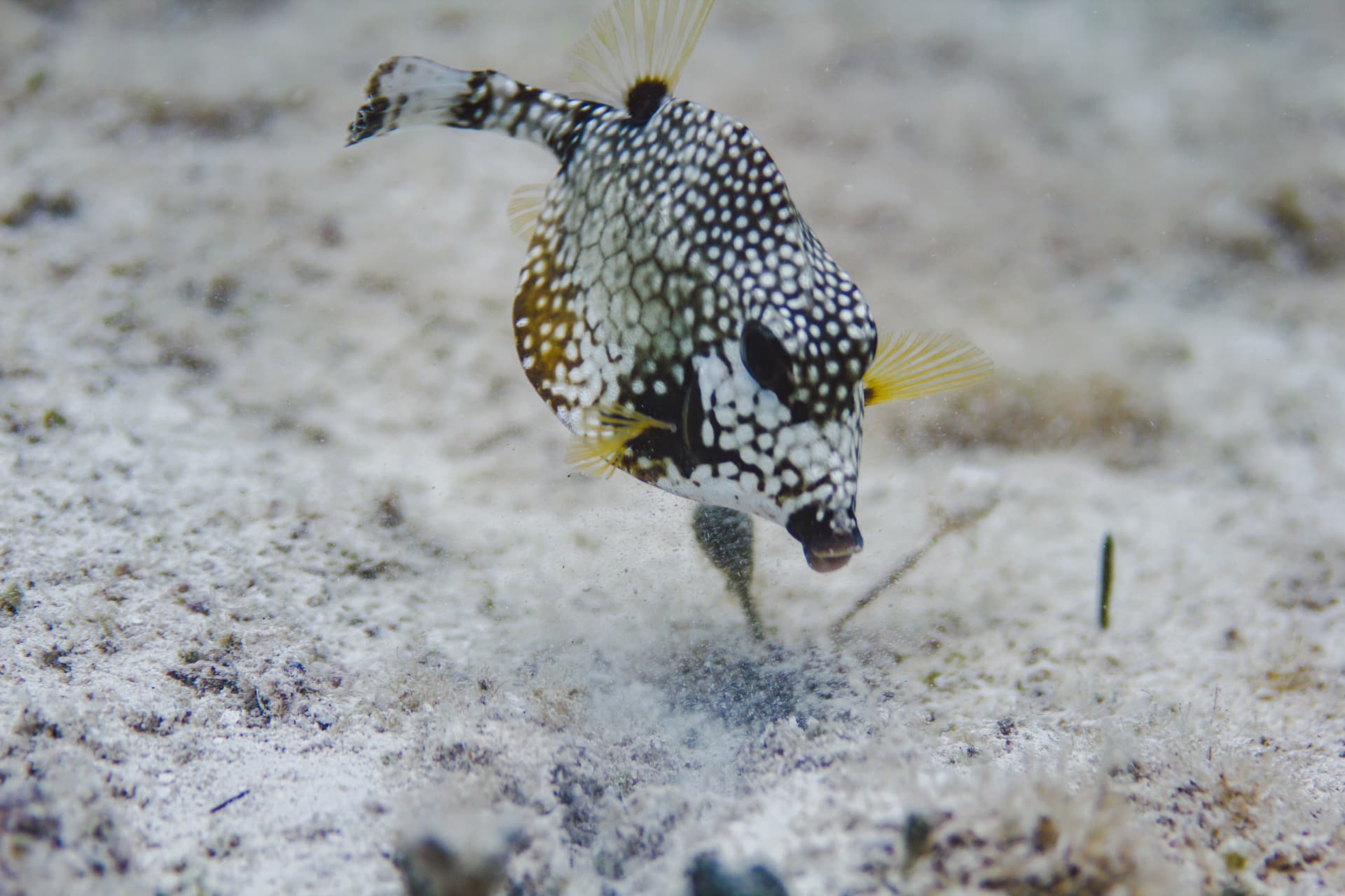 Smooth Trunkfish (Lactophrys triqueter) – Complete Care Guide | Reeflings