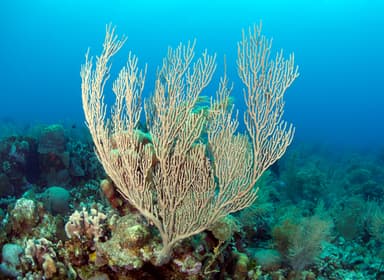 Sea Fans – Complete Overview & Care Guides | Reeflings