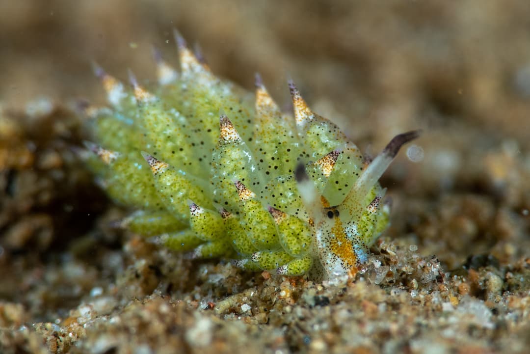 Leaf Sheep (Costasiella kuroshimae) – Complete Care Guide | Reeflings