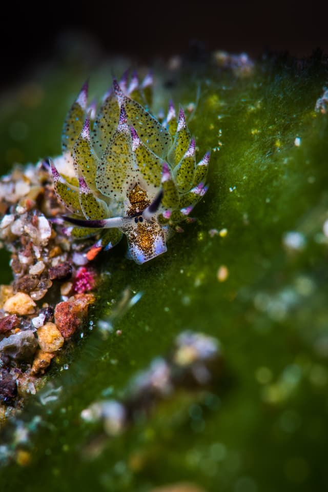 Leaf Sheep (Costasiella kuroshimae) – Complete Care Guide | Reeflings