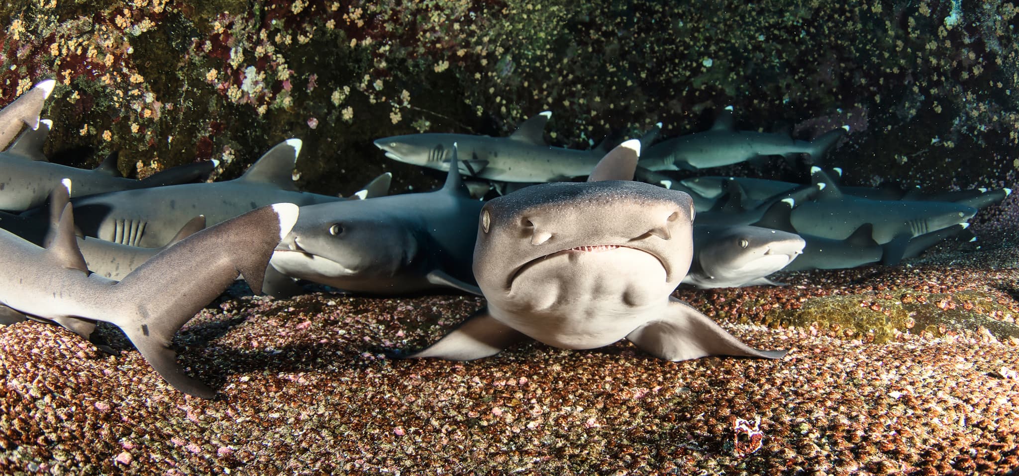 Whitetip Reef Shark (Triaenodon obesus) – Complete Care Guide | Reeflings