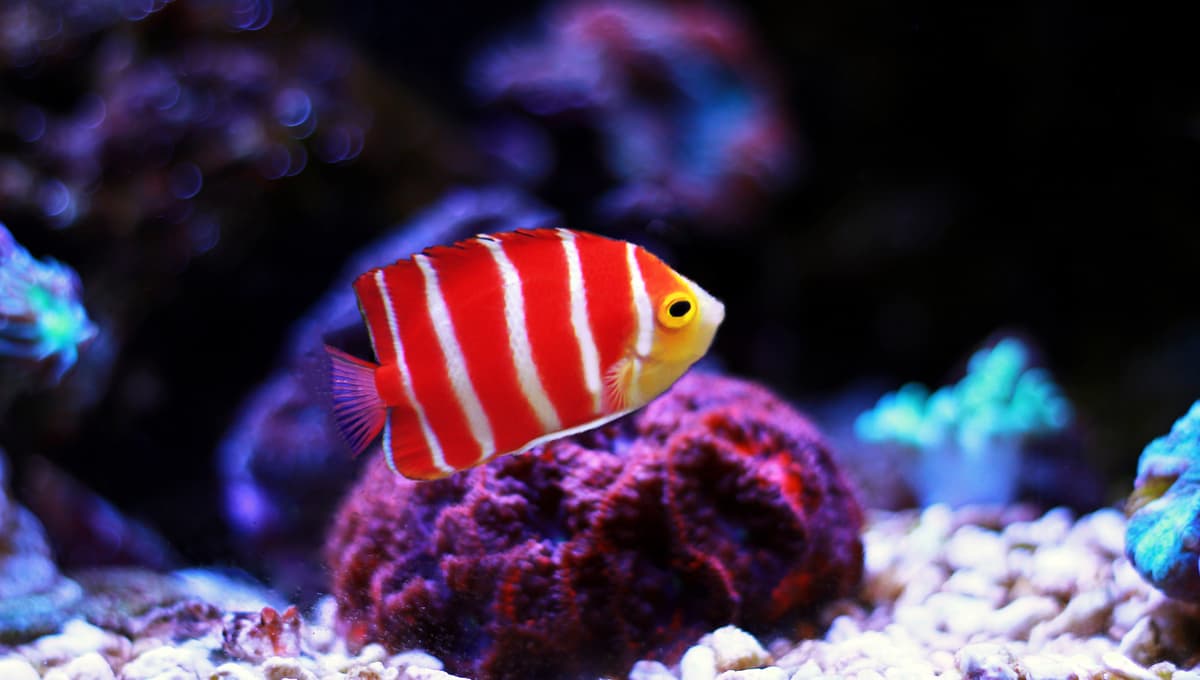 Peppermint Angelfish (Centropyge boylei) – Complete Care Guide | Reeflings