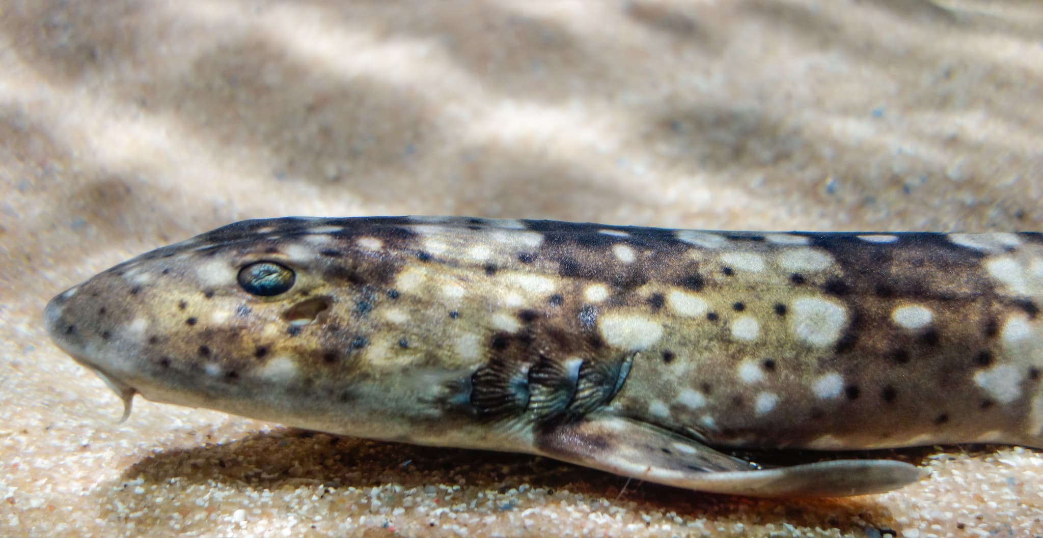 Whitespotted Bamboo Shark (Chiloscyllium plagiosum) – Complete Care ...