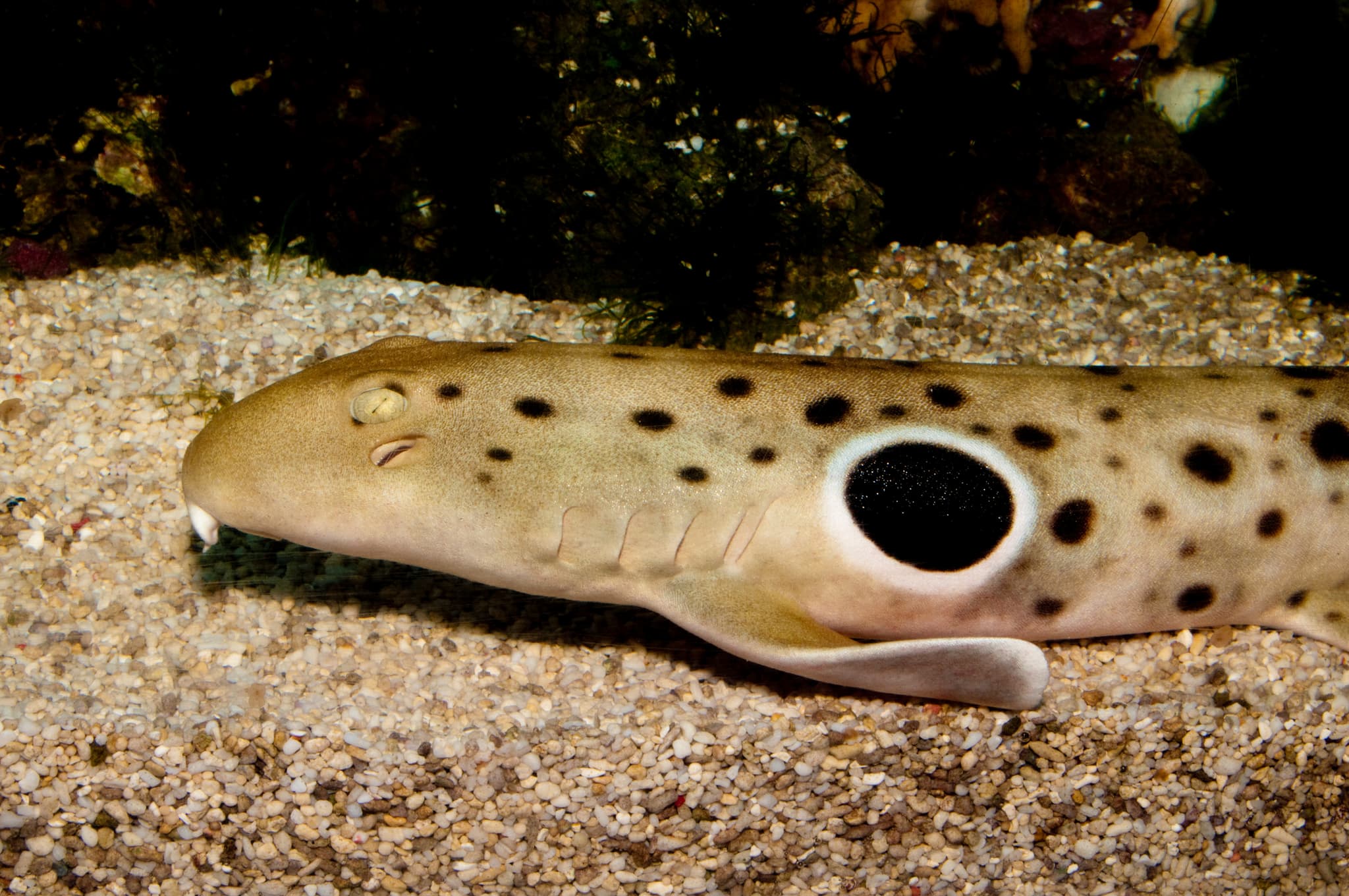 Epaulette Shark · Hemiscyllium ocellatum · Reeflings Library