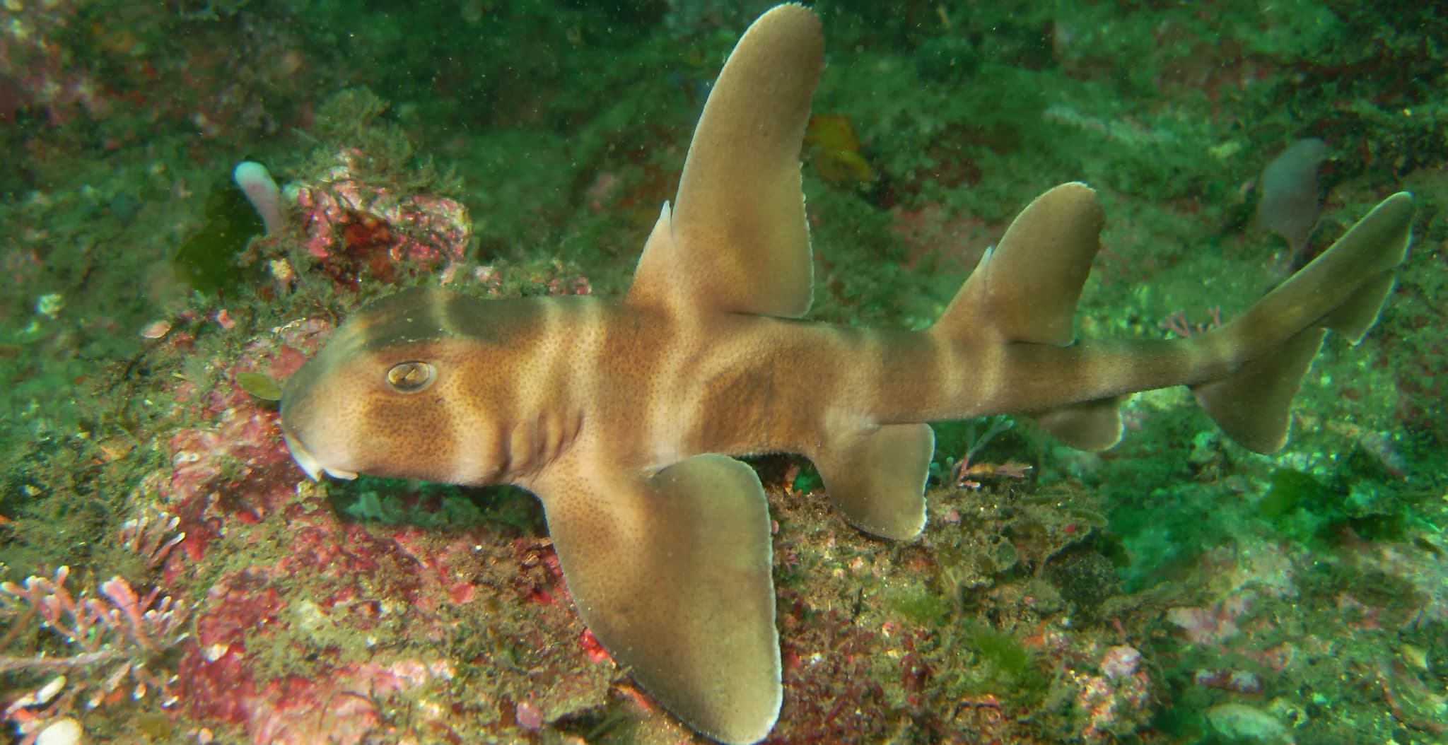 Japanese Bullhead Shark (Heterodontus japonicus) – Complete Care Guide ...