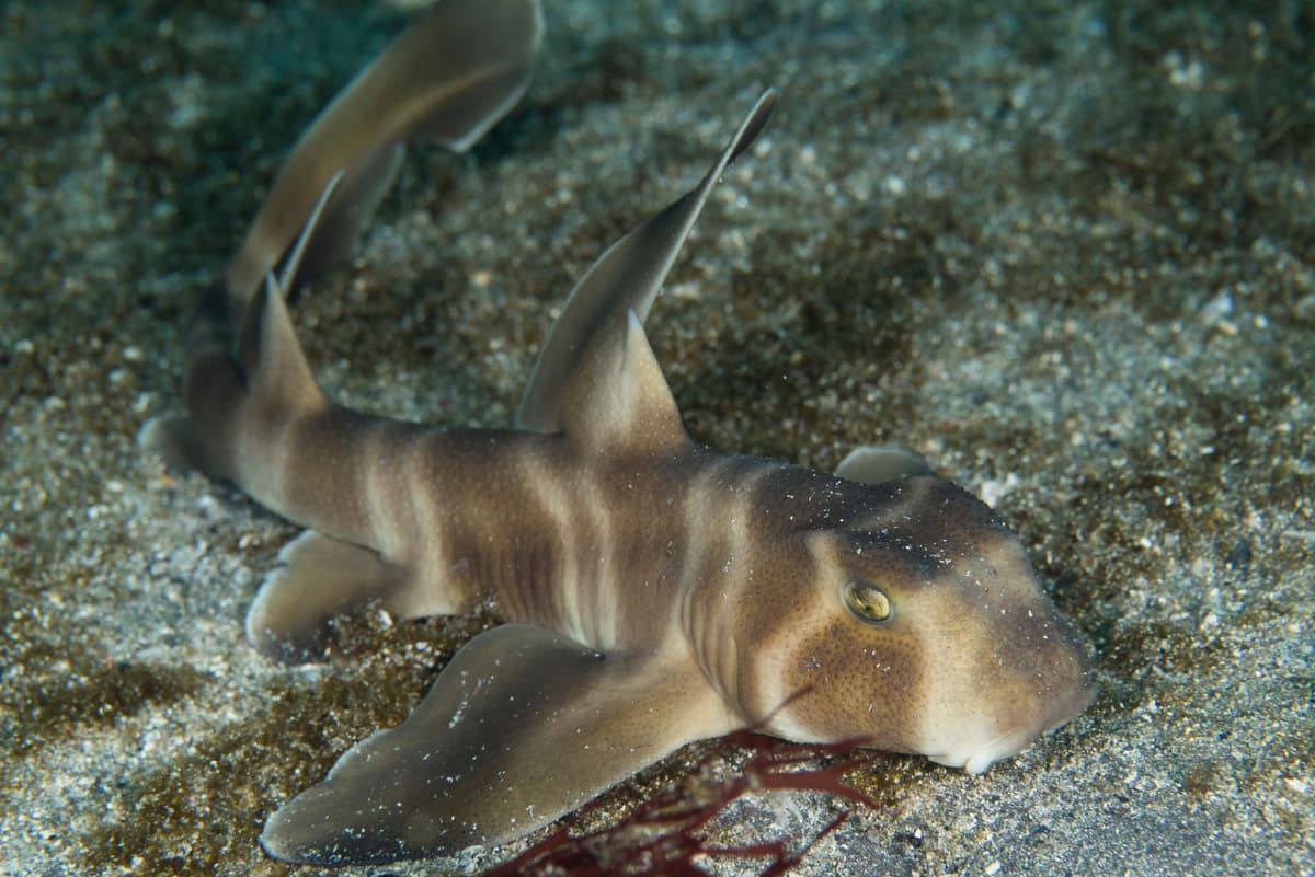 Japanese Bullhead Shark (Heterodontus japonicus) – Complete Care Guide ...