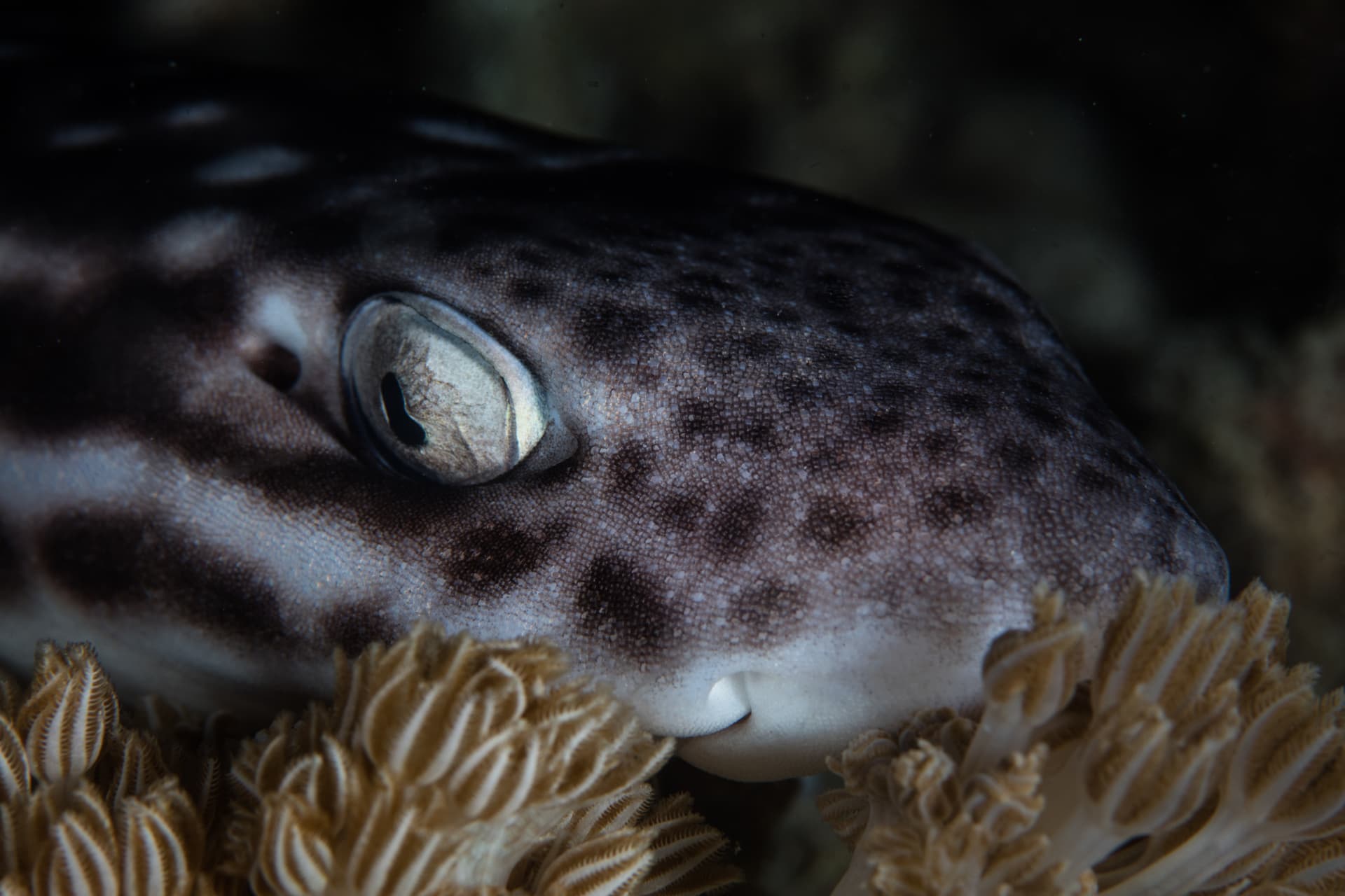 Coral Catshark (Atelomycterus marmoratus) – Complete Care Guide | Reeflings