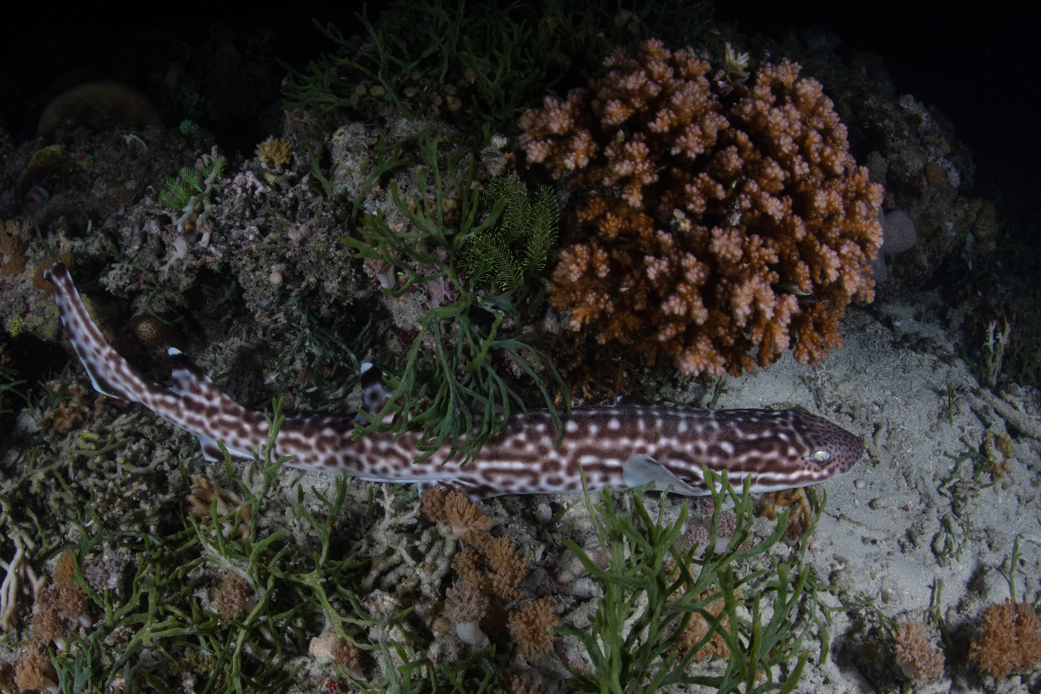 Coral Catshark · Atelomycterus marmoratus · Reeflings Library