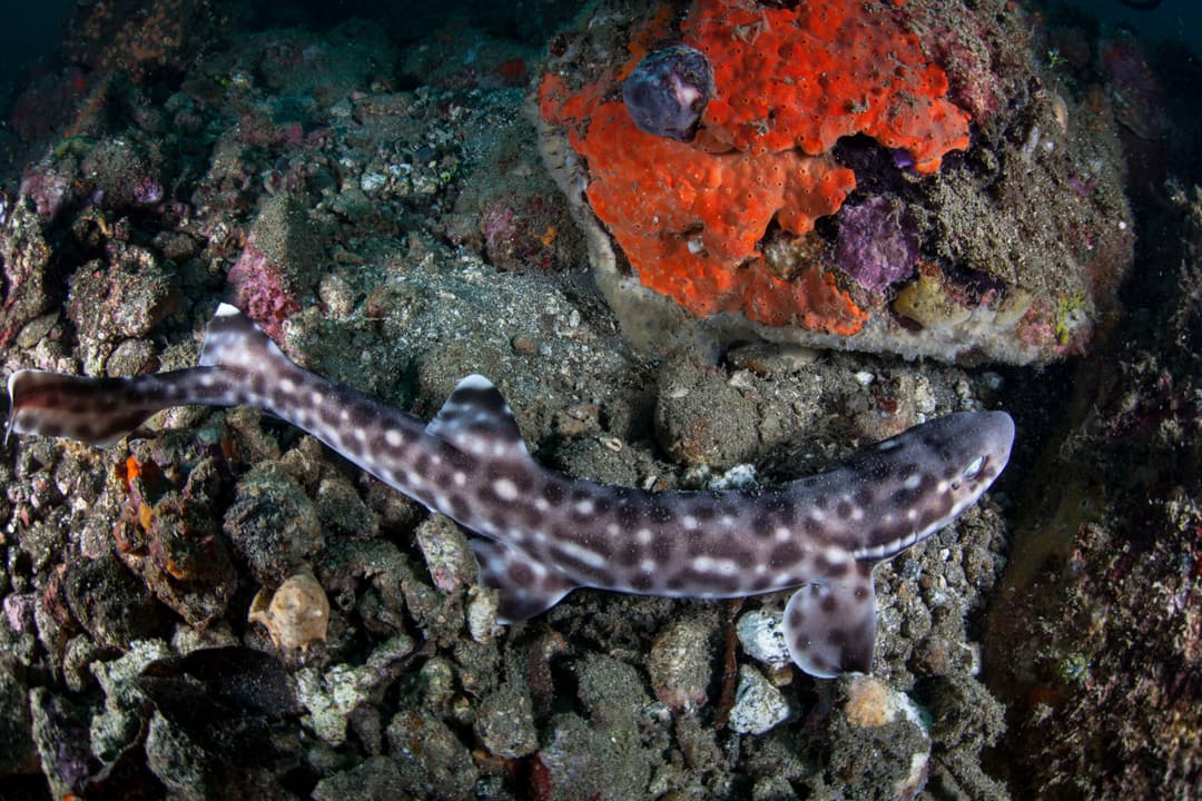 Coral Catshark · Atelomycterus marmoratus · Reeflings Library